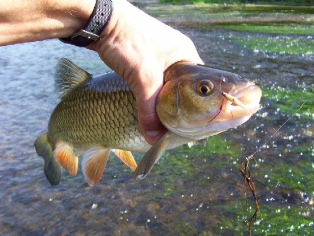Découvrir le chevesne et comment le pêcher - Apprendre à pêcher