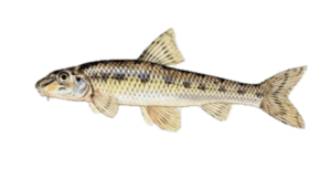 Le goujon – Apprendre à pêcher